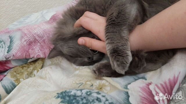 Нашел кота порода Нибелунг