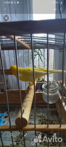 Кенарь