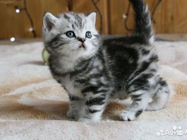 Шотландский парень