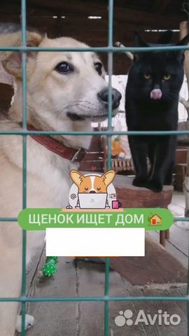 Тея - уже трижды брошенный щенок из Мытищ