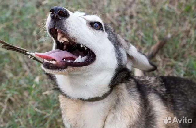 Собака бесплатно в добрые руки