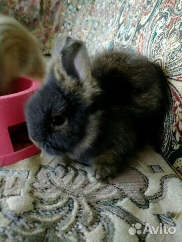 Ангорские крольчата