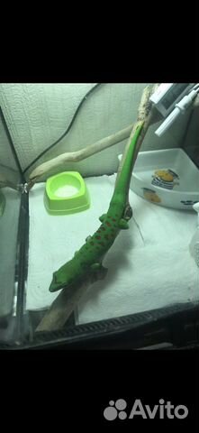 Фельзума мадагаскарская