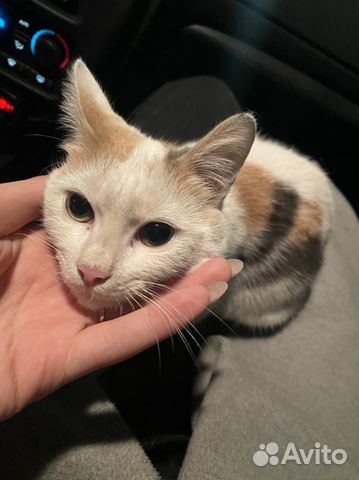 Котенок найден красные ворота