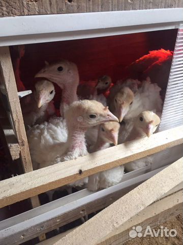 Индюшата, цыплята бройлеры,цыплята кур несушек