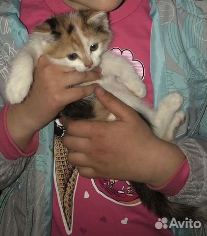 4 котенка