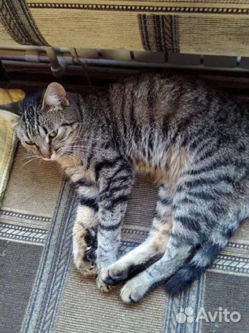 Котенок Тигра ждет своих родителей