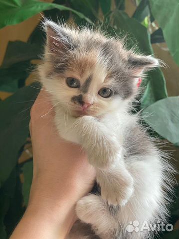 Шотландские вислоухие