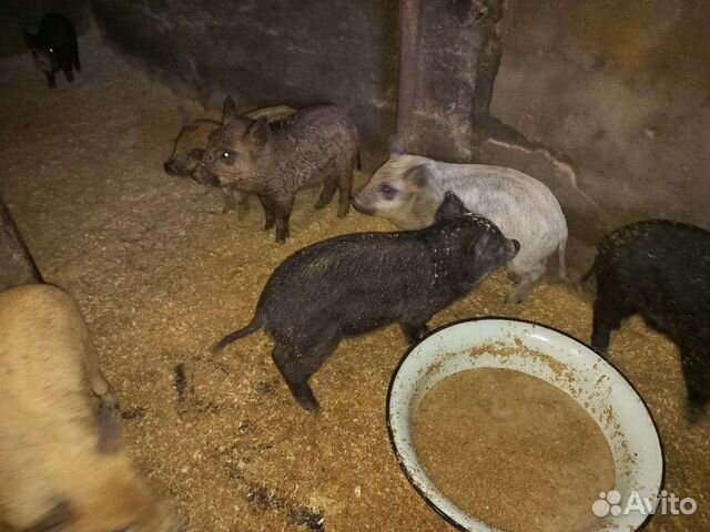Поросята Кармалы