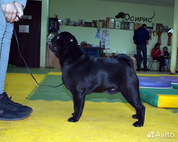 Черный мальчик мопс, шоу класс
