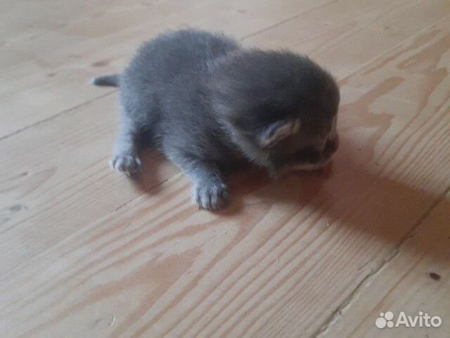 Котенок