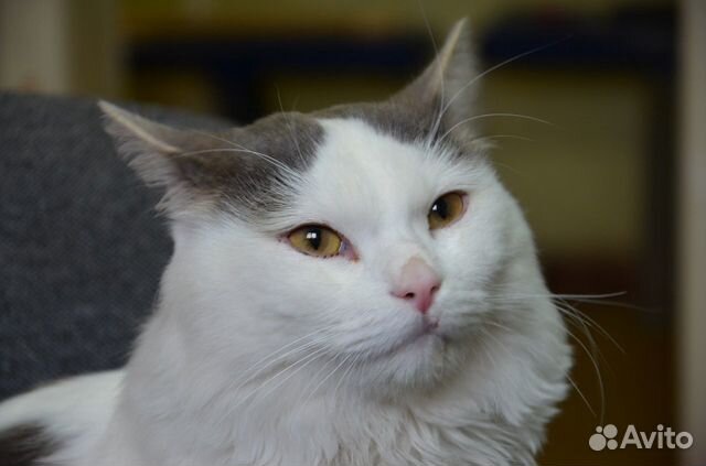 Бывшедомашний кот Ханя ждёт своих хозяев