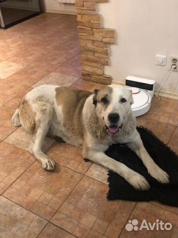 Найдена собака