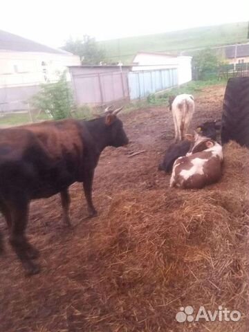 Коровы дойные