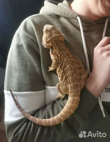 Бородатая агама