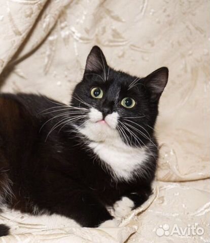 Трогательная Кошка Фанни 1,5 года в добрые руки