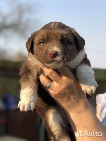 Собака (щенок)