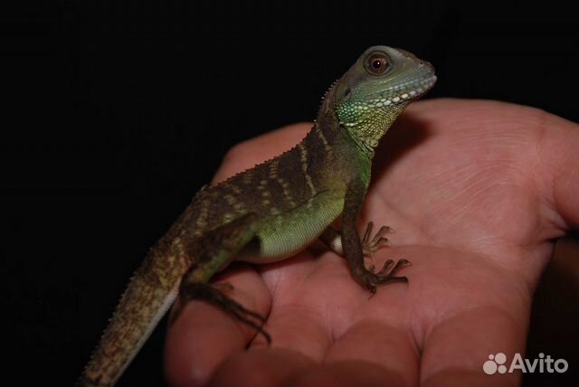 Водяная агама Physignathus cocincinus