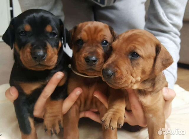 Собаки щенки немецкий пинчер