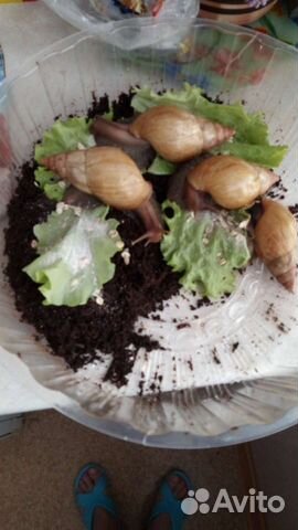 Улитки ахтианы