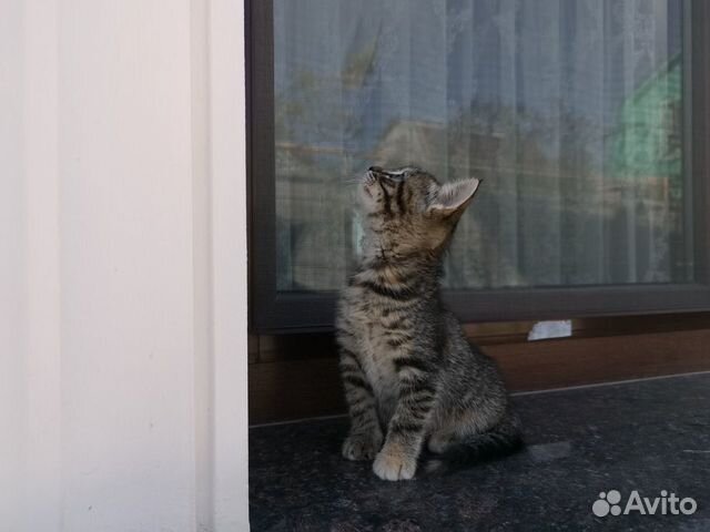 Отдам котят в хорошие руки