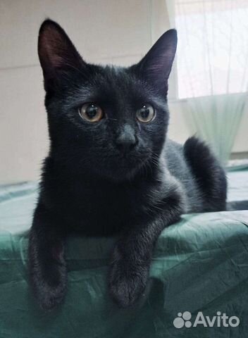 Милейший Котёнок в Добрые руки