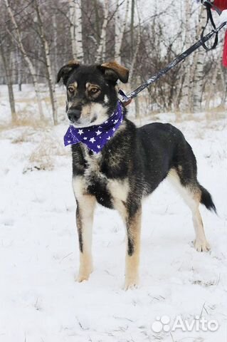 Добрый пёс Бонька ищет дом