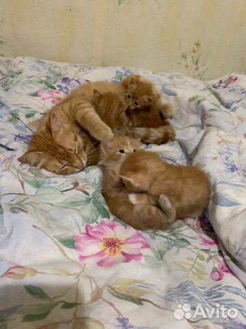Отдам в хорошие руки, рыженьких миленьких котят
