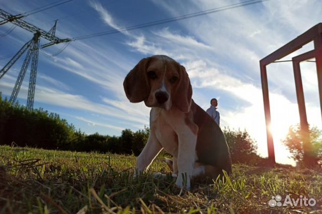 Щенок (годик)