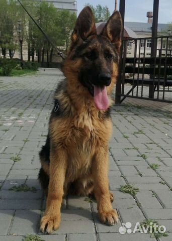 Немецкая овчарка