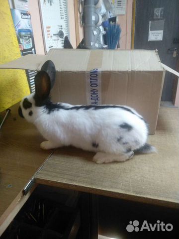 Кролики нпв Строкачи