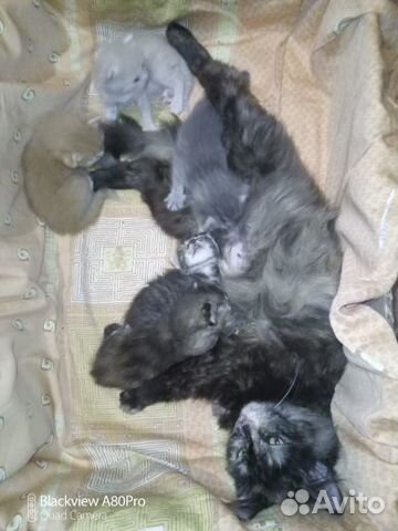 Котята отдам в добрые руки бесплатно