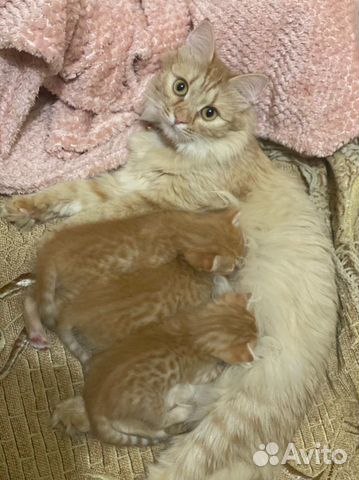 Бенгальские котята продажа