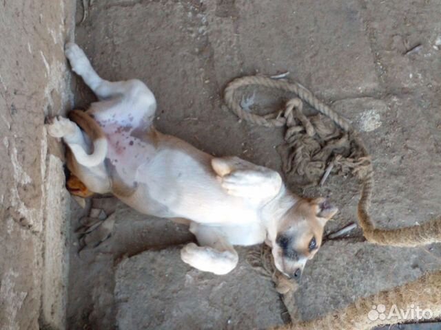 Щенки алабая