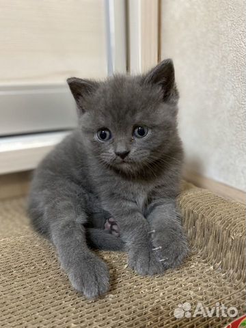 Шотландская кошечка