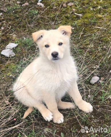 Щенки в поиске лома