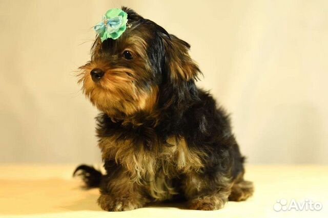 Приятная цена. Остался 1 мальчик