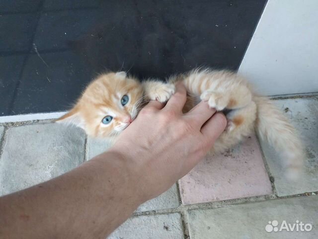 Голубоглазый рыжий котенок