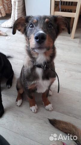 Щенок- девочка в заботливые руки