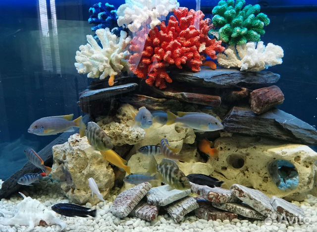 Аквариумные рыбки цихлиды