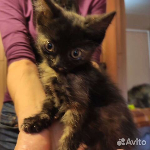 Котенок девочка в добрые руки