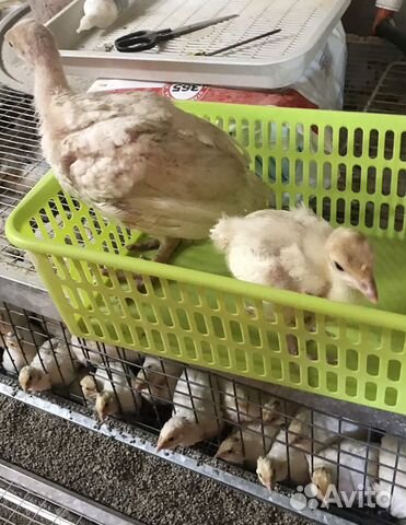 Индюки индюшки индейки