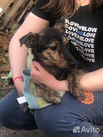 Щенок в добрые руки