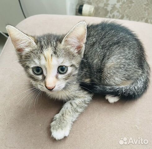 Котенок кошечка 1,5 месяца