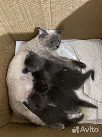 Котята