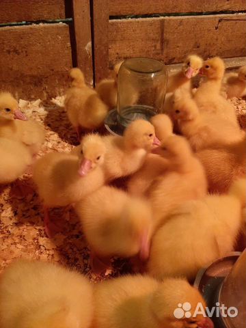 Гусята белые И серые доставка В наличии всегда