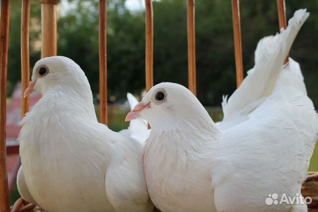 Белые голуби на выпускной