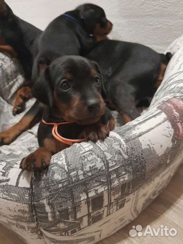 Щенки цвергпинчера