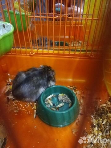 Хомяк обыкновеннй