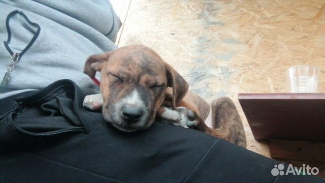 Щенки стаффорда